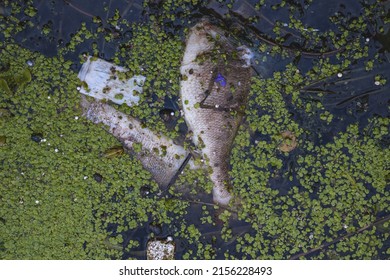 Dead Fish Float Surface Water This Stock Photo 2156228493 | Shutterstock