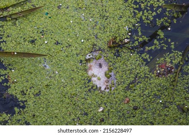 Dead Fish Float Surface Water This Stock Photo 2156228497 | Shutterstock