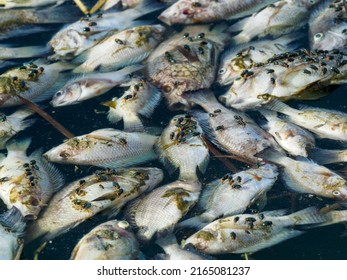 Dead Fish Floated On Surface Toxic Stock Photo 2165081237 | Shutterstock