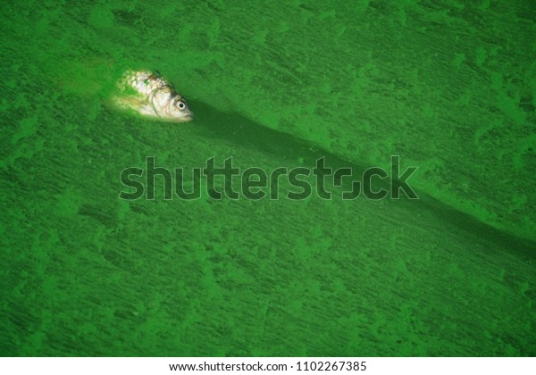 Dead Fish Floating Green Algae Lake Stock Photo (Edit Now) 1102267385
