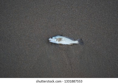 Dead Fish Found Stranded On Vung Stock Photo 1331887553 | Shutterstock
