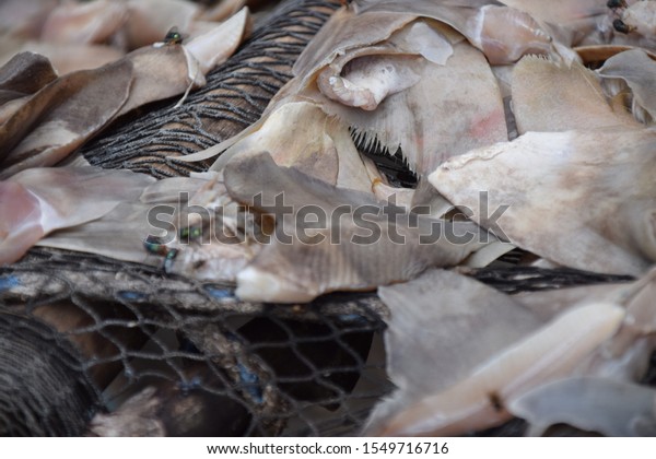 Dead Fish Garbage On Beach Africa Stock Photo 1549716716 | Shutterstock