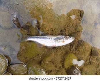 10,426 Dead fish eye Images, Stock Photos & Vectors | Shutterstock