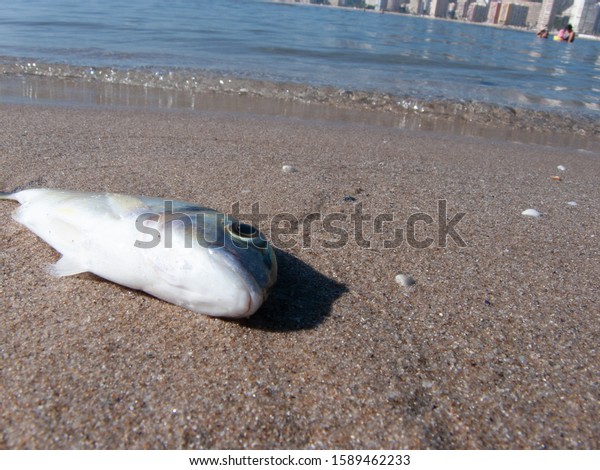 Dead Fish Stranded On Beach Seaside Stock Photo 1589462233 | Shutterstock