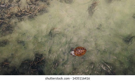 431 Turtles dying Images, Stock Photos & Vectors | Shutterstock