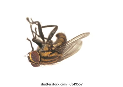 Subterranean Ant Scientific Name Carebara Castanea Stock Photo (Edit ...