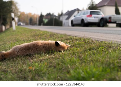 Dead Fox Roadside Stock Photo 1225344148 | Shutterstock