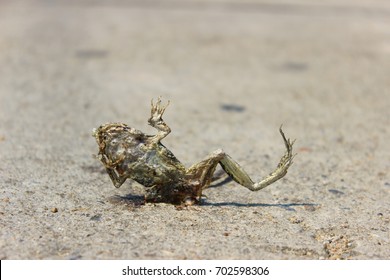 2,630 Dead frog Images, Stock Photos & Vectors | Shutterstock