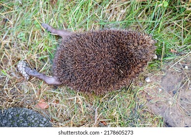 Animal corpse : 10 051 images, photos et images vectorielles de stock ...