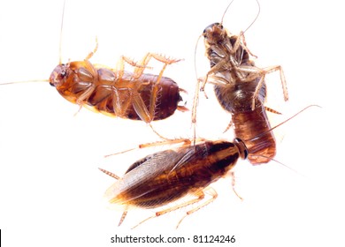 Dead Insect Cockroach Bug Isolated On Stock Photo 81124246 | Shutterstock