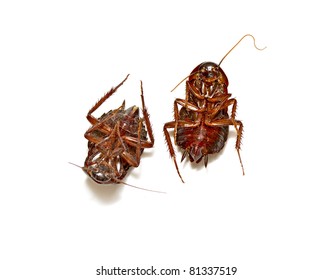 Dead Insect Cockroach Bug Isolated On Stock Photo 81337519 | Shutterstock