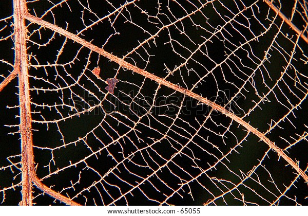 Dead Leaf Skeleton Stock Photo 65055 | Shutterstock