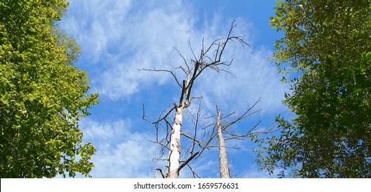 475 Dying blue spruce Images, Stock Photos & Vectors | Shutterstock