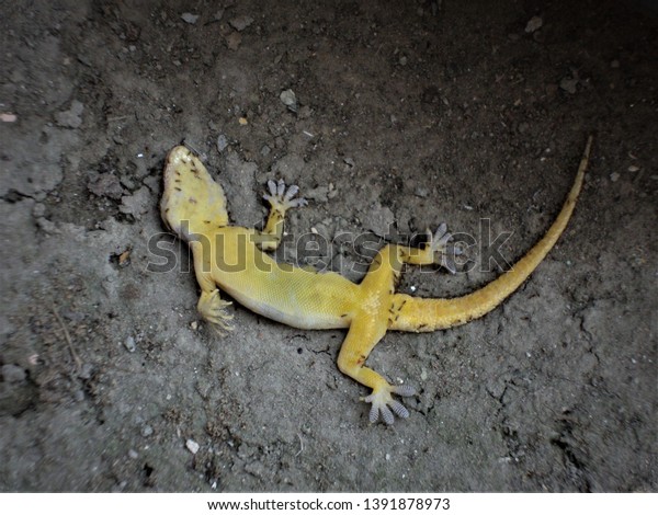 Dead Lizard Lying Upside Down Being Stock Photo 1391878973 | Shutterstock