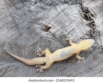 256 Lizard upside down Images, Stock Photos & Vectors | Shutterstock