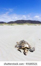 Dead Loggerhead Turtle On Beach On Stock Photo 93185521 | Shutterstock