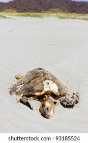 1,131 Turtle Dead On Beach Images, Stock Photos & Vectors | Shutterstock