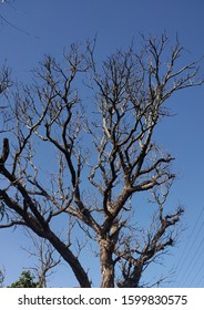 Dead Mango Tree Without Leaf Stock Photo 1599830575 | Shutterstock