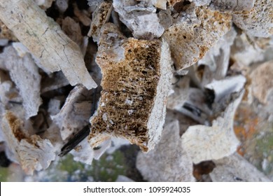 Dead Mans Bones Stack Together Large Stock Photo 1095924035 | Shutterstock