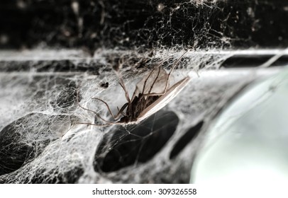 10,019 Moth Web Images, Stock Photos & Vectors | Shutterstock