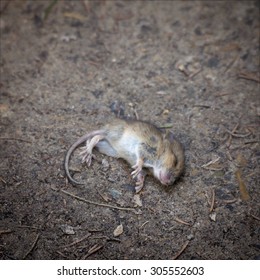 Dead Mouse Stock Photo 305552603 | Shutterstock