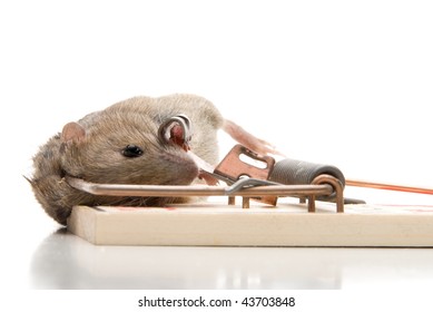 Dead computer mouse 89 รายการ ภาพ ภาพสต็อกและเวกเตอร์ | Shutterstock