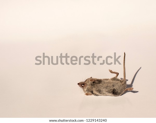 Dead Mouse Gnawing Teeth Tiny Hands Stock Photo 1229143240 | Shutterstock