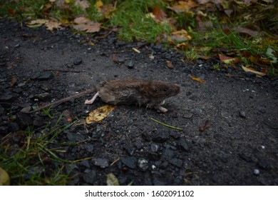 Imágenes, fotos de stock y vectores sobre Roadkill | Shutterstock