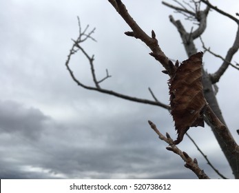 107,868 imágenes de Sad tree - Imágenes, fotos y vectores de stock ...