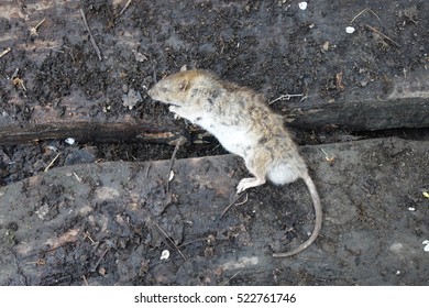 Dead Fish Tadpoles Fish Dying Through Stock Photo (Edit Now) 651831040