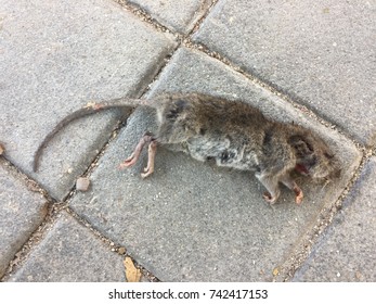 Dead Rat Stock Photo 742417153 | Shutterstock