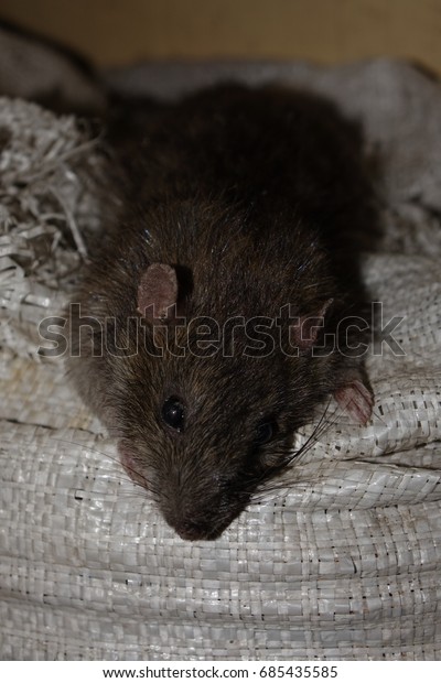 Dead Rat Stock Photo 685435585 | Shutterstock
