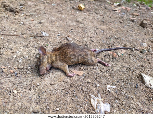 Dead Rat Yard Stock Photo (Edit Now) 2012506247