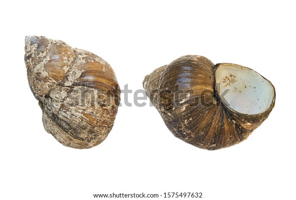 Dead Shells Shellfish Viviparidae Isolated On Stock Photo 1575497632 ...