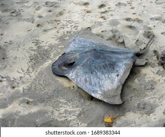 458 Dead stingray Images, Stock Photos & Vectors | Shutterstock