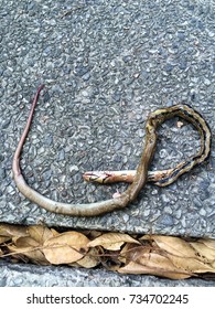 103 Eastern hognose snake Images, Stock Photos & Vectors | Shutterstock