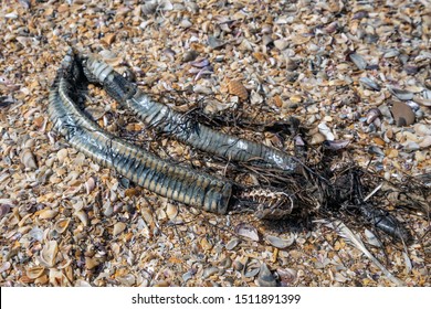 29 Cadaver snake Gambar, Foto Stok & Vektor | Shutterstock