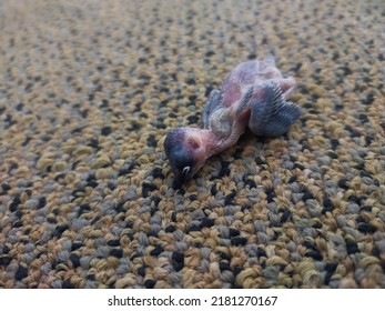 2,529 Bird laying down Images, Stock Photos & Vectors | Shutterstock