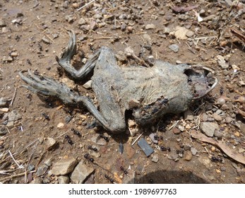 1,302 Dead toads Images, Stock Photos & Vectors | Shutterstock