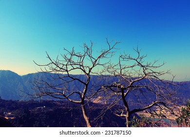 4,947 Bare tree line drawing Images, Stock Photos & Vectors | Shutterstock