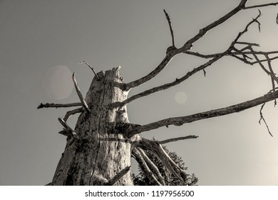 Dead Tree Alone Stock Photo 1197956500 | Shutterstock