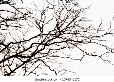 Dead Tree Branches Background Texture Stock Photo 1376548172 | Shutterstock