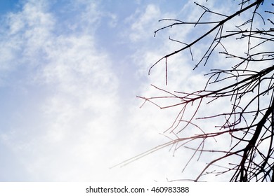 Dead Tree Canopy Stock Photo 460983388 | Shutterstock