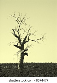 Dead Tree Field Stock Photo 8594479 | Shutterstock