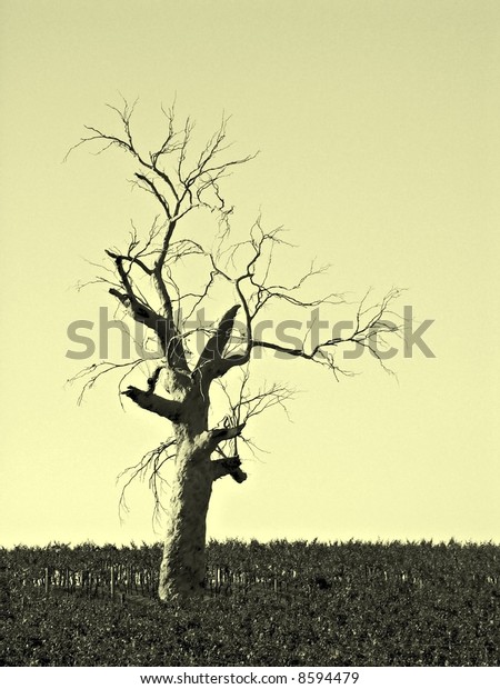Dead Tree Field Stock Photo 8594479 | Shutterstock
