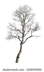 Dead Tree Isolated White Background Stock Photo (Edit Now) 1249945903
