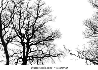 Dead Tree Isolated White Background Stock Photo 491908990 | Shutterstock