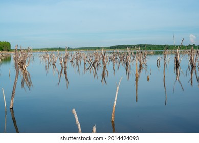 Dead Tree Middle River Stock Photo 2014424093 | Shutterstock