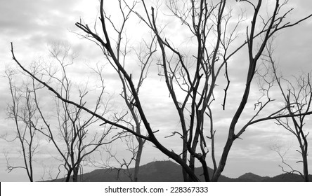 Dead Tree Sky Background Stock Photo 228367333 | Shutterstock