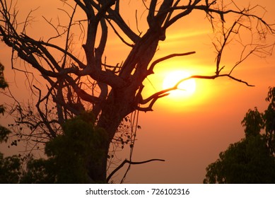 Dead Tree Sunset Background Stock Photo (Edit Now) 726102310